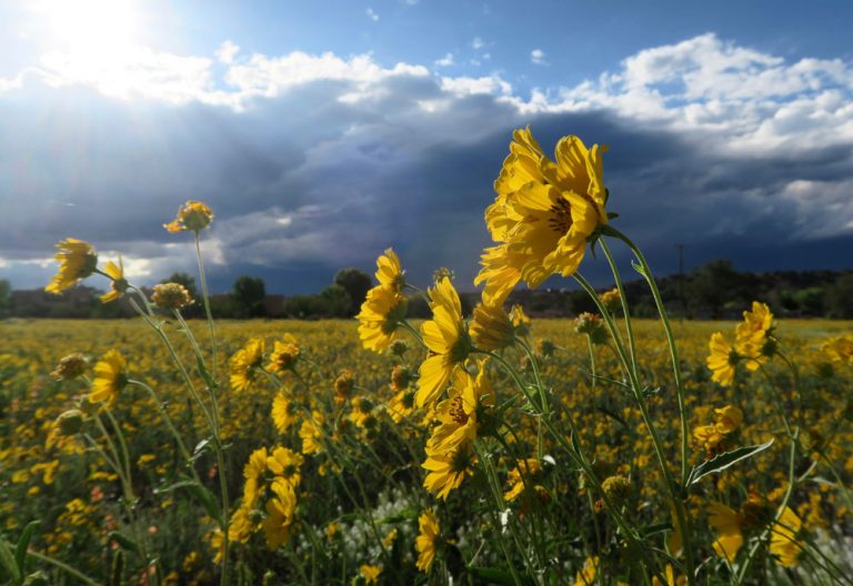 under the spell of new mexico gold - dawn chandler fine art