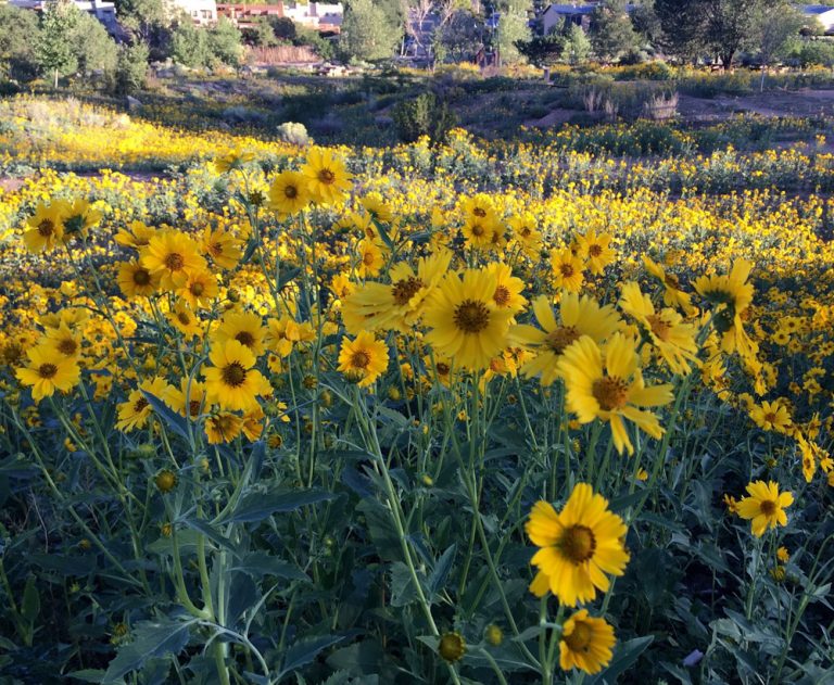 under the spell of new mexico gold - dawn chandler fine art